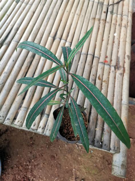 เสลดพังพอน ต้นเสลดพังพอน สเลดพังพอน เสลดพังพอน ต้นสมุนไพร ตัวผู้ ต้น
