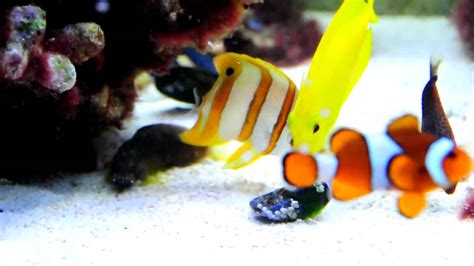 Chelmon Rostratus Eet Mossel Youtube