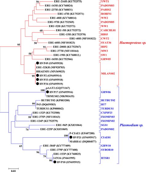 Phylogenetic Tree Constructed For Fragments Of Cytb Gene Of