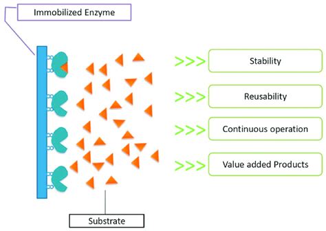 Importance Of Enzyme Immobilization Download Scientific Diagram