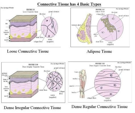 TYPES OF CONNECTIVE TISSUE