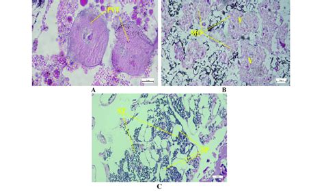 Gonadal Histology Of L Marginalis A B Ovarian Cells C Testicular
