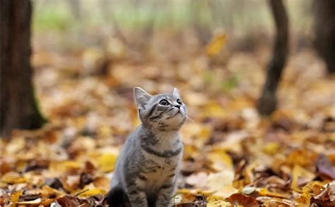 进入秋季，养猫要记住这6件事，铲屎官们要注意了 喵百科 上亦科技