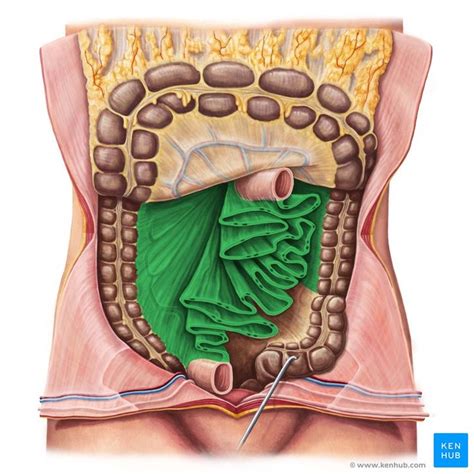 Mesentery Mesenterium Image Irina Münstermann Plexus Products