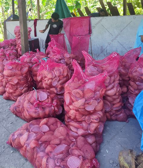 White Copra Dried Copra Grade A Inaexport