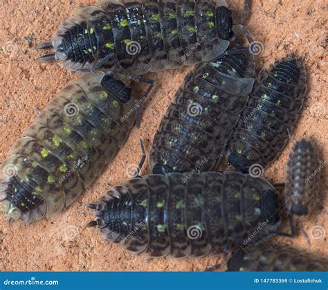 Pill Bug Armadillidiidae Royalty Free Stock Image