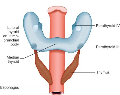 Parathyroid Embryology