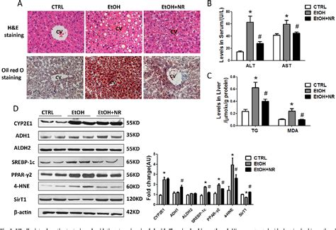 Nicotinamide Riboside Attenuates Alcohol Induced Liver Injuries Via