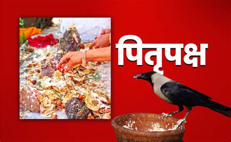 Pitra Paksha 2025 कौवे के बगैर क्यों अधूरा माना जाता है श्राद्ध जानें पितरों से इसका क्या