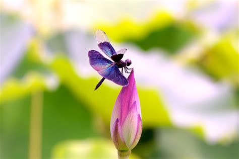 チョウトンボとハス By B88 （id：13099016） 写真共有サイトphotohito