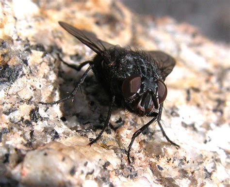 Calliphorid Calliphora Bugguidenet