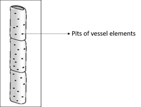 The ‘torus Of Simple And Bordered Pits Of The Plant Cell Wall Is Made
