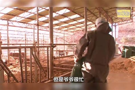 牛牛从小就粘人，长大后还是没有改变，对爷爷不离不弃