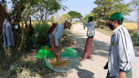 ကလေးမြို့နယ် ဆည်တော်ဦးကျေးရွာတွင် Cerp အစီအစဉ်ဖြင့် စိုက်ပျိုးထားသော မိုးစပါးဧရာမင်း Rs Cs စံက