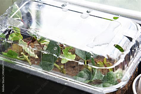 Shrubs Or Bushes Branches Propagation In Box With Sand With Spraying