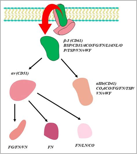 Integrin αβ heterodimers identified and grouped according to the broad Download Scientific