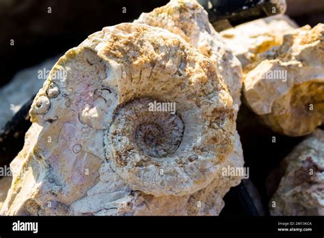 The Shell Of The Fossil Nautiloidea Is The Lower Section Of The