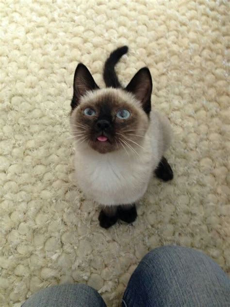 My Kitty Kat Xx
