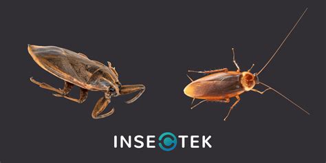 Water Bug Vs Cockroach What Is Infesting Your Home Insectek Pest