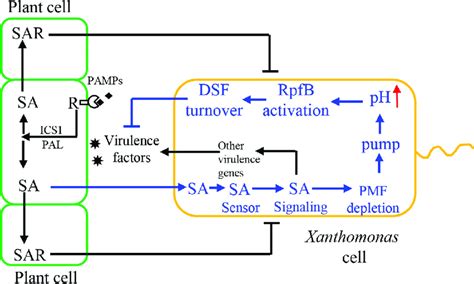 Proposed Model Showing The Molecular Interactions Between Host Plants