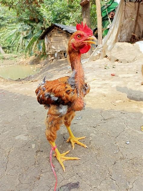 খুলনা দেশি মুরগি ও পাহাড়ি মুরগি পালন