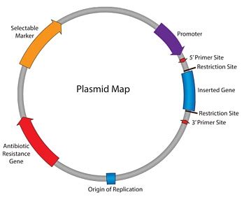Plasmids Properties Types And Functions Microbe Online