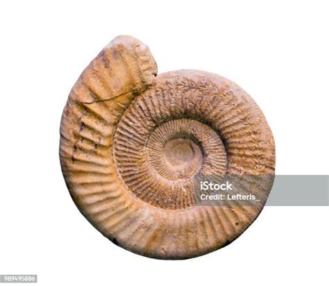 Perisphinctes 늦은 주라기 기간에서 암모 나이트 족의 멸종 속의 화석 0명에 대한 스톡 사진 및 기타 이미지 0명