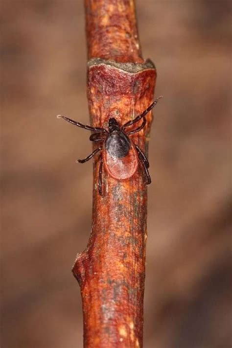 Garrapatas en humanos qué hacer si te pica una y cómo son