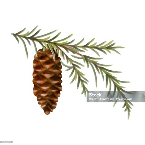 손으로 그린 수채화 효과의 솔방울과 침엽수 가지로 그린 손 크리스마스와 새해 녹색 침엽수 식물 요소 나무 아트 디자인 흰색 배경에 격리되어 있습니다 가문비나무에 대한 스톡