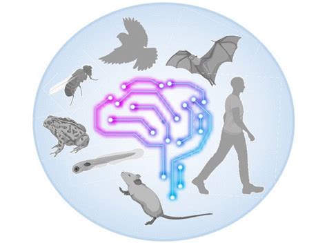 brain behavior quantification and synchronization program update fabbs