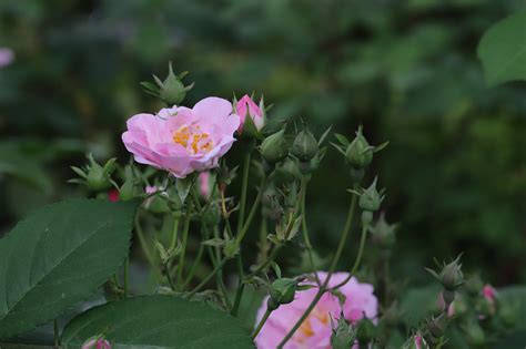 Rosas Rosadas Flores Foto Gratis En Pixabay Pixabay