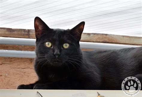 Nayati By Himayaya On Deviantart