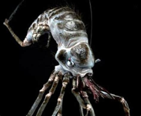 District 9 Alien
