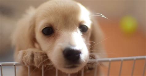 初めての子犬を迎える準備：リリィとの新しい日々 あおいゆうとの日常