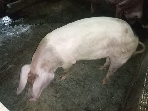 Venta De Cerdos Exelente Para Cria AGROENLACE