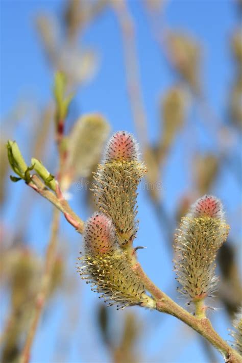 Rose Gold Willow Stock Image Image Of Outdoors Salix 175294659