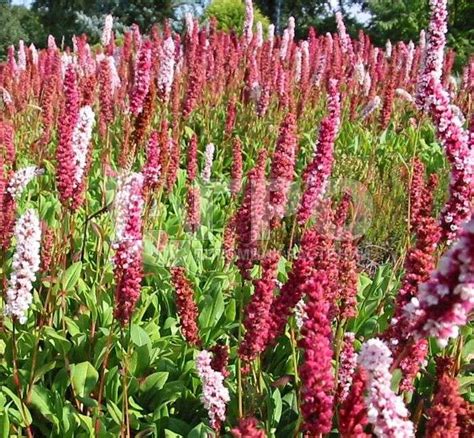 Горец родственный Darjeerling Red | Саженцы многолетних цветов в Москве ...