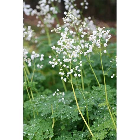 Violruta Splendide White 1 Liter Från Sverige