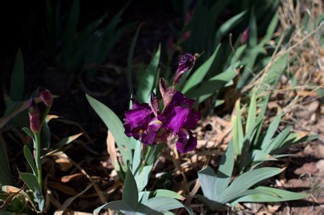 Violet Iris In Spring — Weasyl
