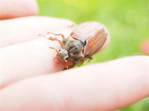 Жуки в кровати кусаются 98 фото