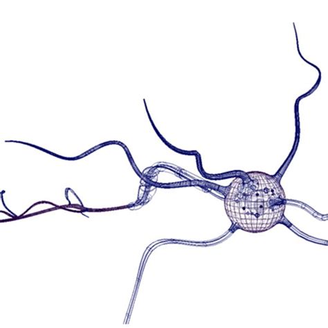 Neuron Cell Dendrites Biomedical D Model