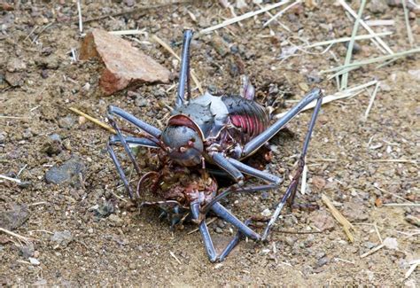 The Creature Feature 10 Fun Facts About The Armoured Bush 40 Off