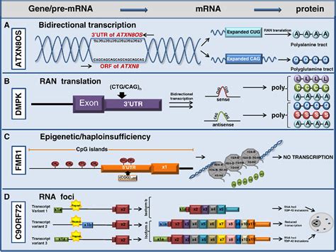 Figure 1 From Rna Mediated Toxicity In Neurodegenerative Disease