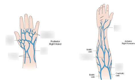 Rtca 232 Module 2 Venipuncture Veins And Injection Diagram Quizlet