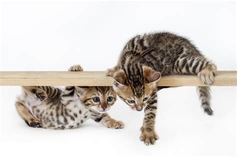 40天以下小奶猫的喂养方法和注意事项！ 知乎