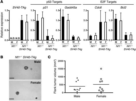 Male And Female Astrocytes Are Equally Transformed Upon Inactivation Of