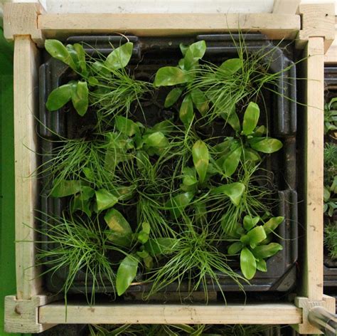¡plantas Que Generan Energía Brightvibes