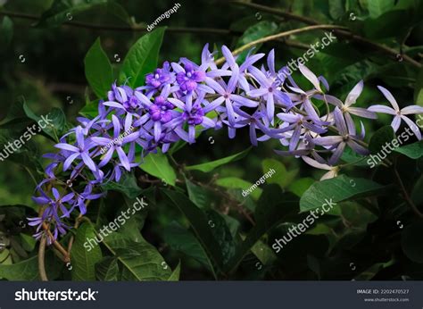 Petrea Flower Species Petrea Volubilis Flower Stock Photo 2202470527 ...
