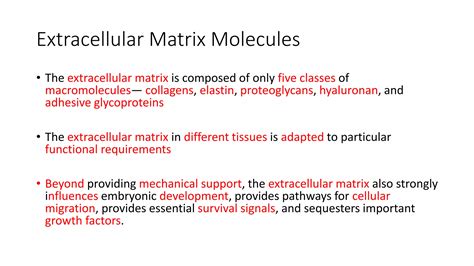 5 Cellular Adhesion And The Extracellular Matrix Ppt