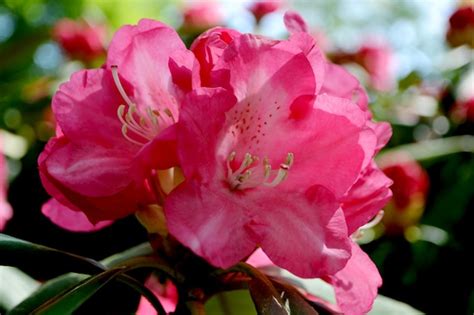 Rosy Rhododendron Images Free Download On Freepik